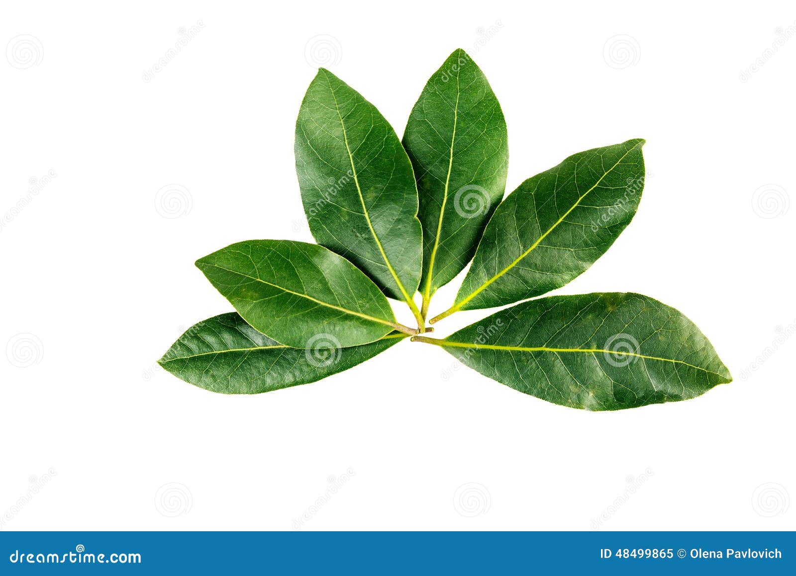 Bay laurel leaves stock image. Image of plant, background - 48499865