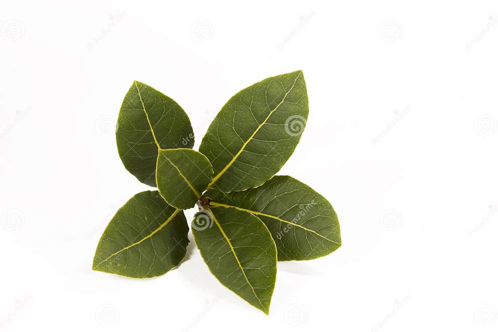 Bay Leaf stock image. Image of natural, marilyngould - 13487463