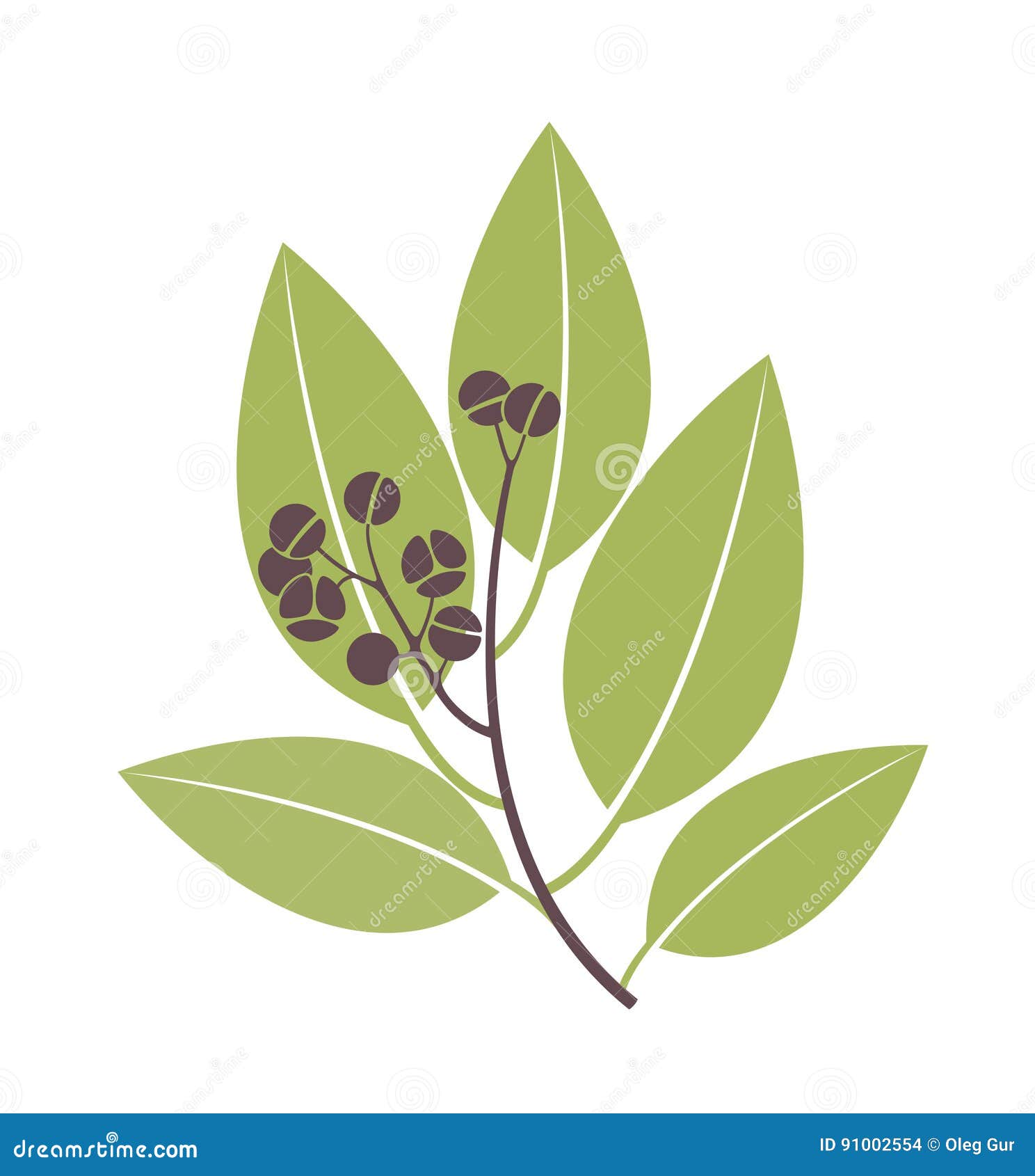 Bay Leaf. Bay stock vector. Illustration of symbol, branch - 91002554