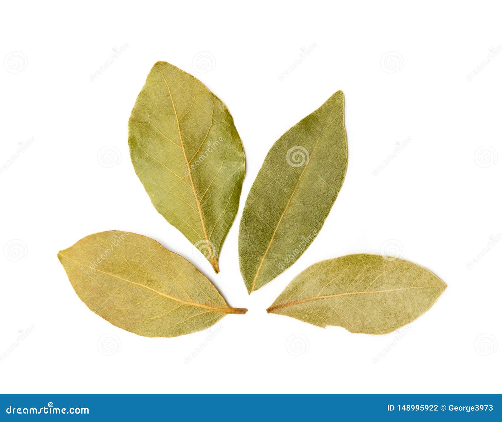 Bay leaf isolated stock photo. Image of green, group - 148995922
