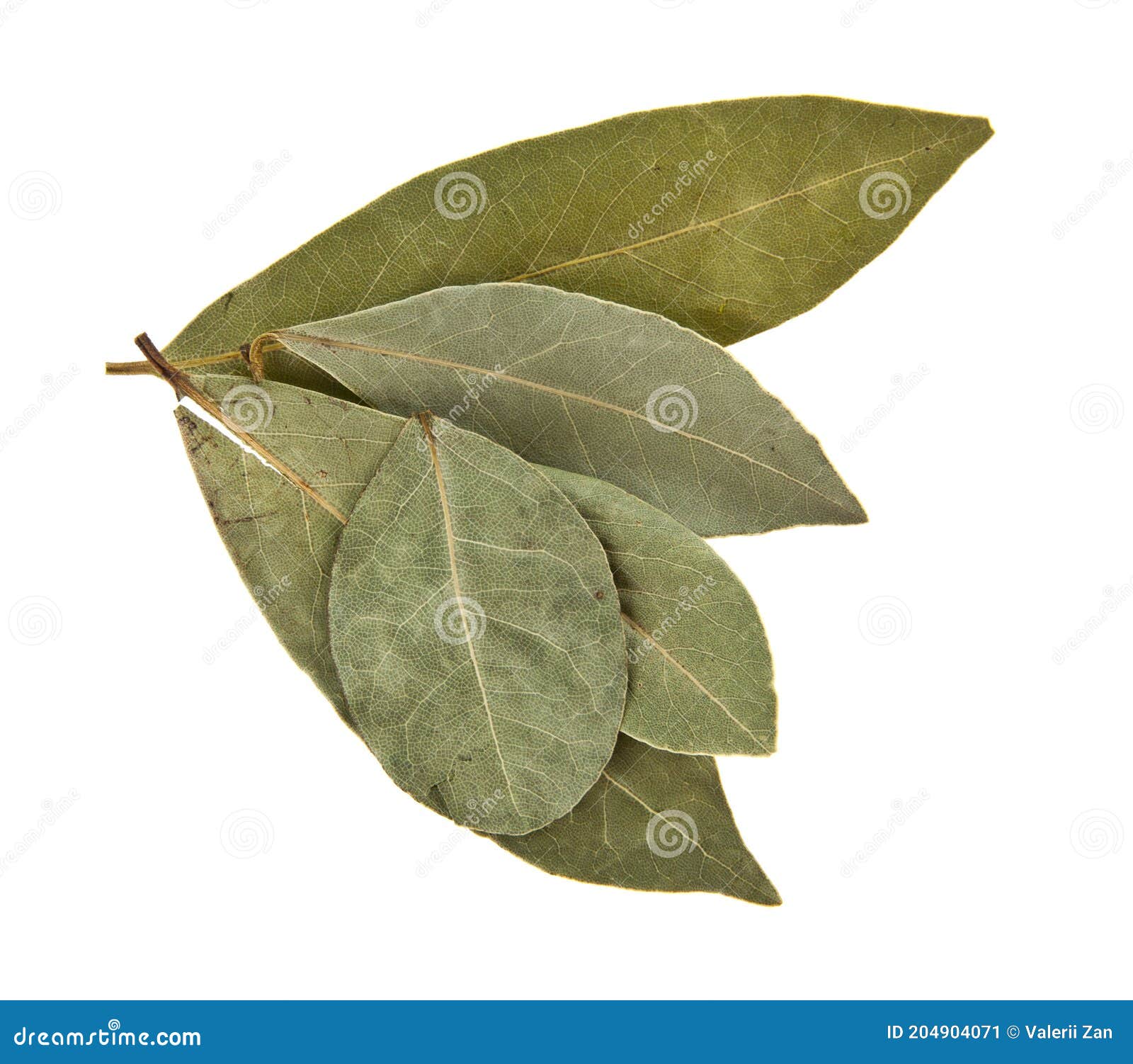 Bay leaf isolated on white stock image. Image of isolate - 204904071