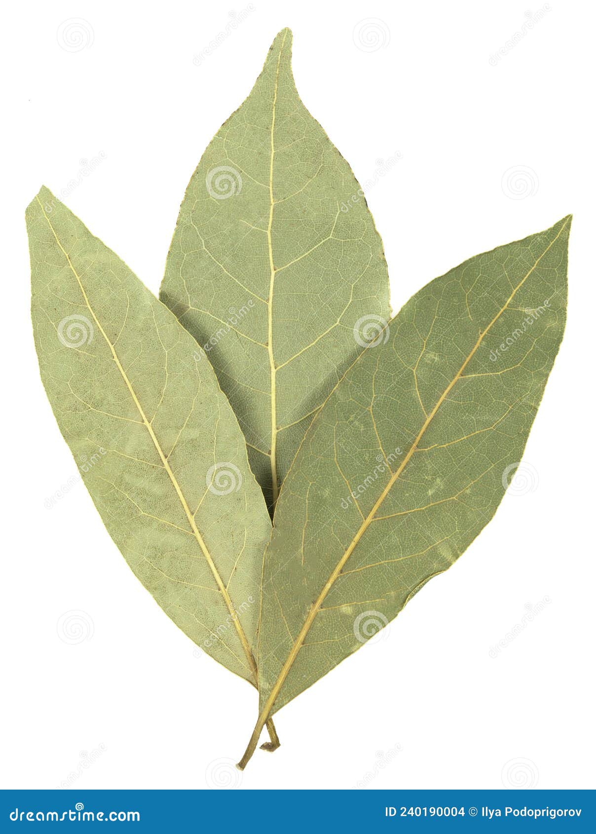 Bay Leaf Isolated on White Background Stock Photo - Image of herbal ...