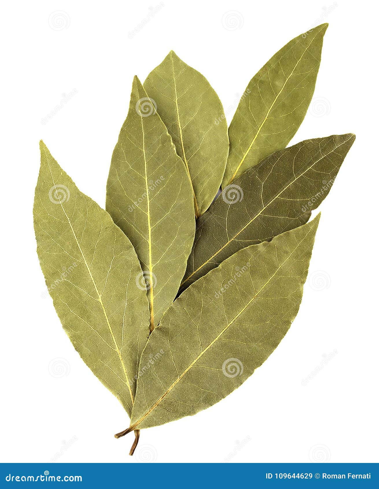 Bay Leaves Isolated on White Background Stock Image - Image of herbal ...