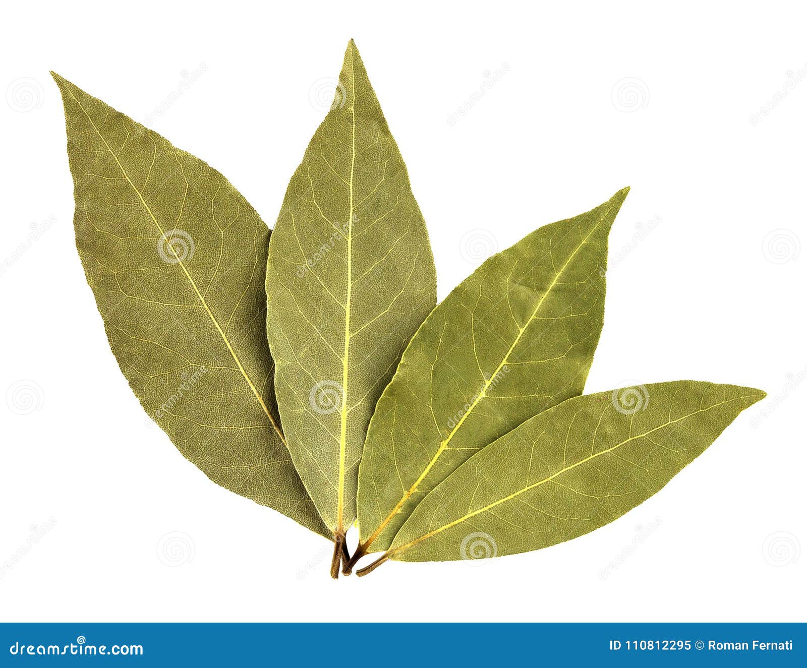 Bay Leaves Isolated on White Background Stock Image - Image of white ...