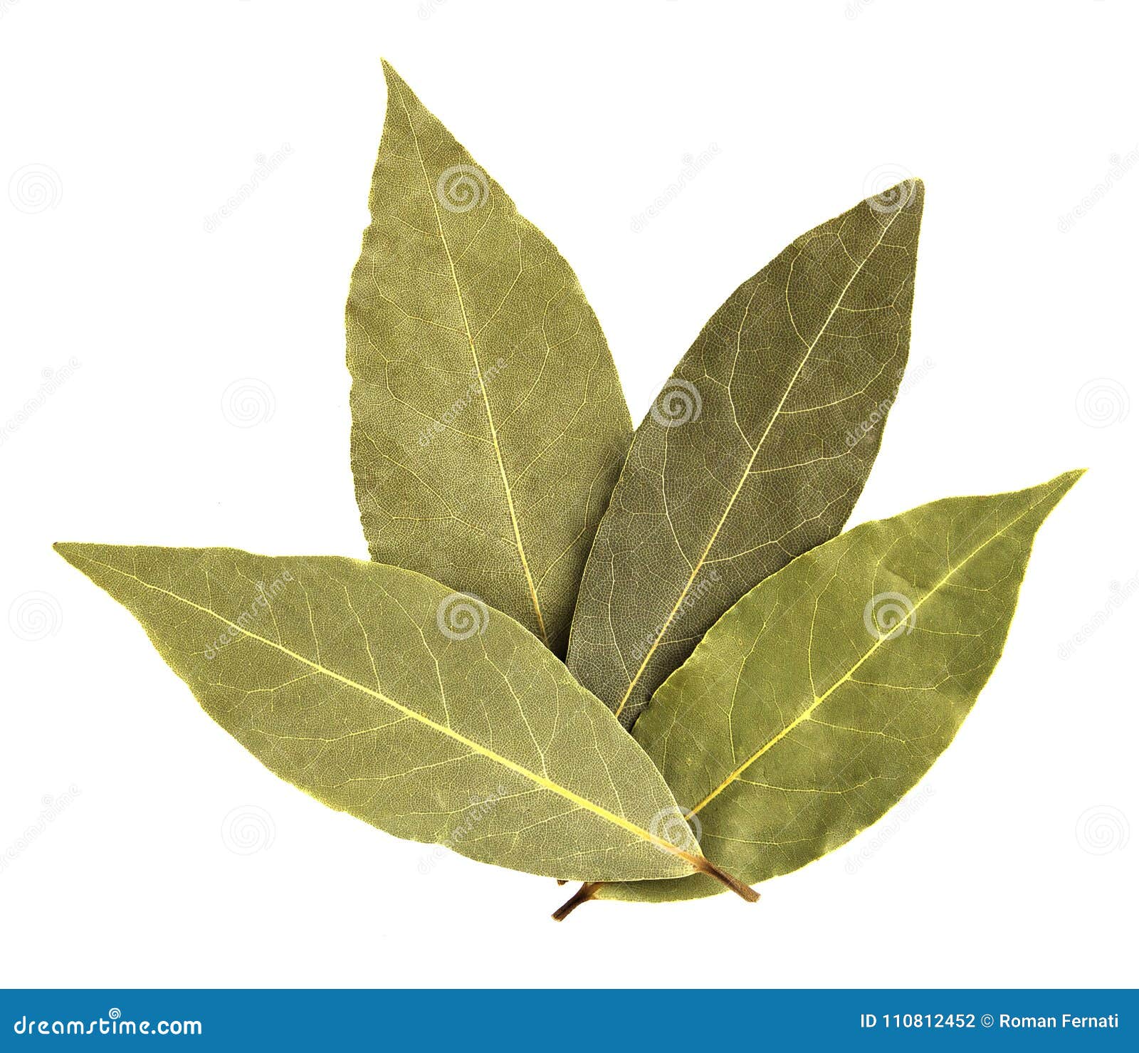 Bay Leaves Isolated on White Background Stock Photo - Image of ...