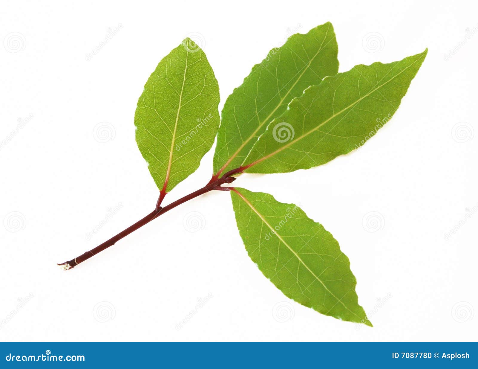 Bay Leaf Sprig. Isolated on White Stock Photo - Image of posh, plant ...