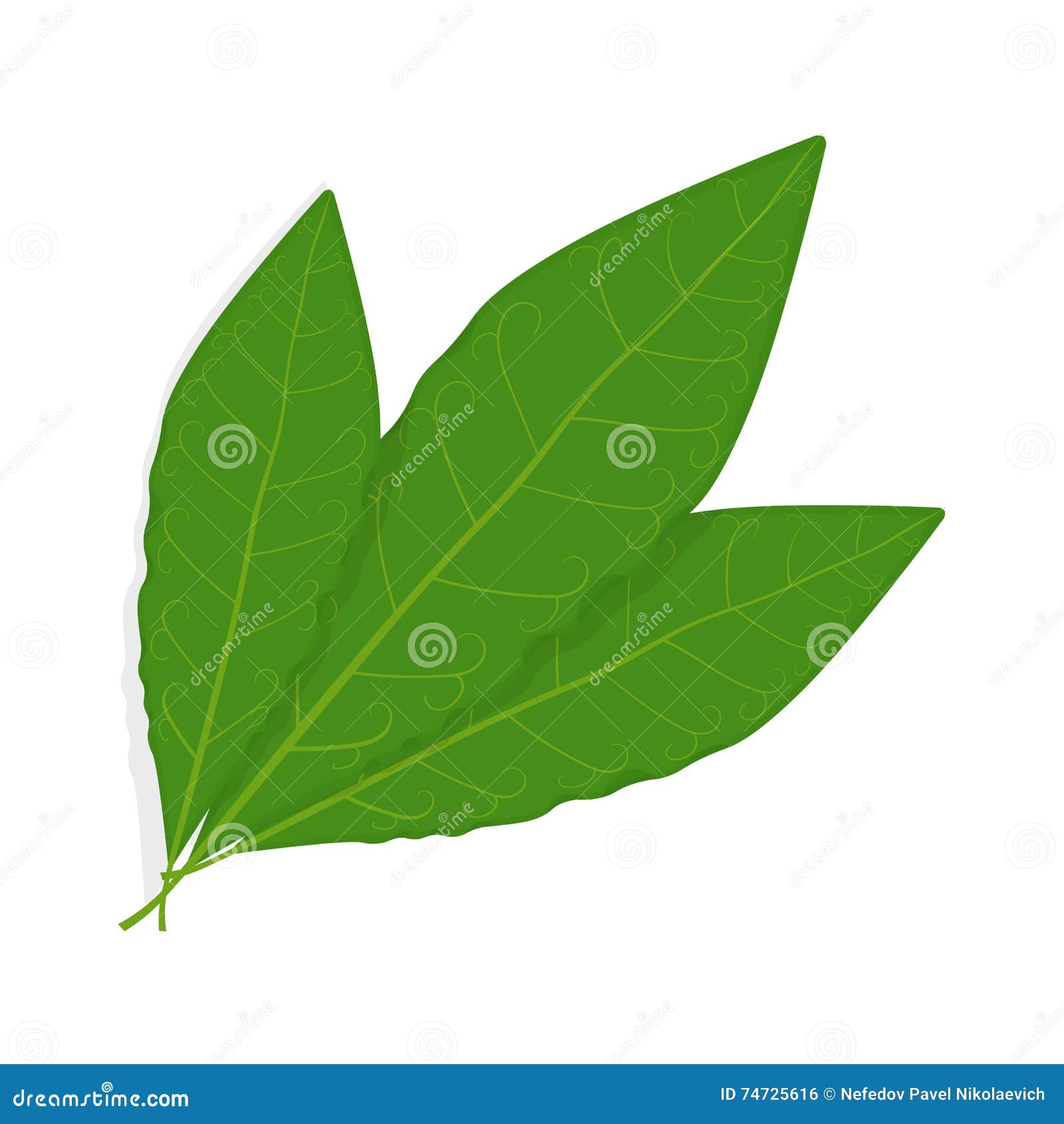 Bay Leaf Vector Illustration on White Background Stock Vector ...