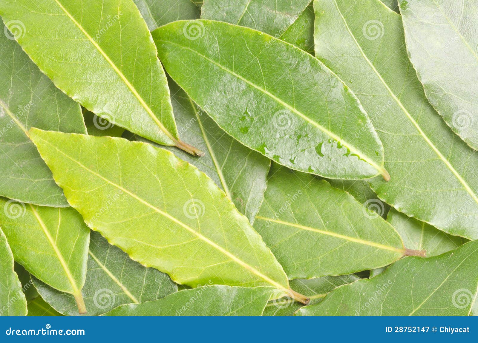 Bay Leaves stock image. Image of fresh, ingredients, leaves - 28752147