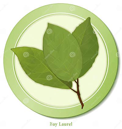 Bay Leaves Icon stock vector. Illustration of element - 8263632