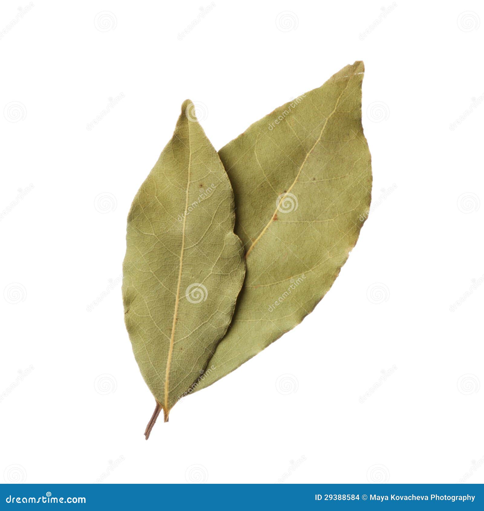 Bay Leaves Isolated on White Background Stock Photo - Image of leaves ...