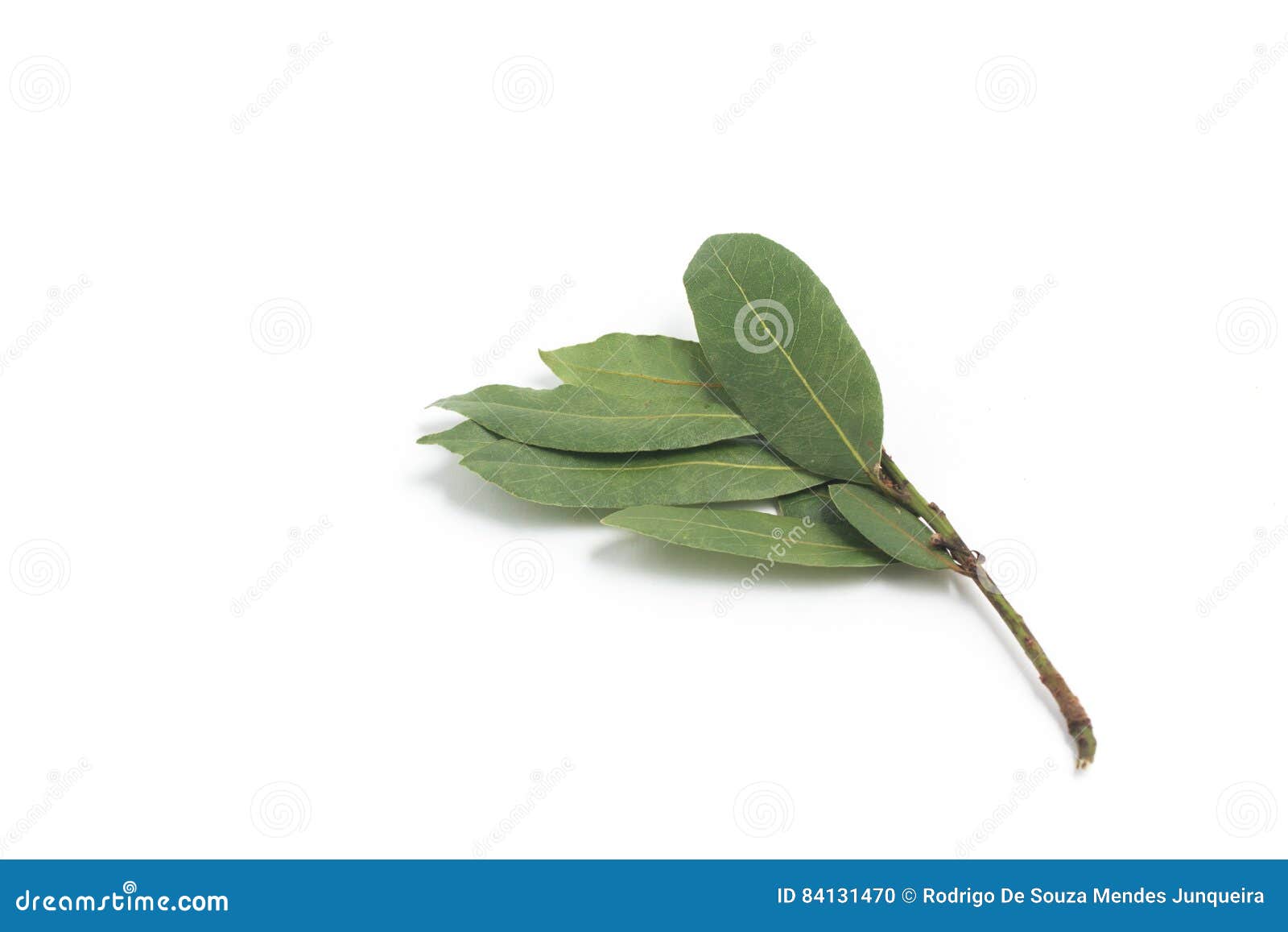 Leaves Of Of Laurus Nobilis Lauraceae Mediterranean Plant Stock Photo ...