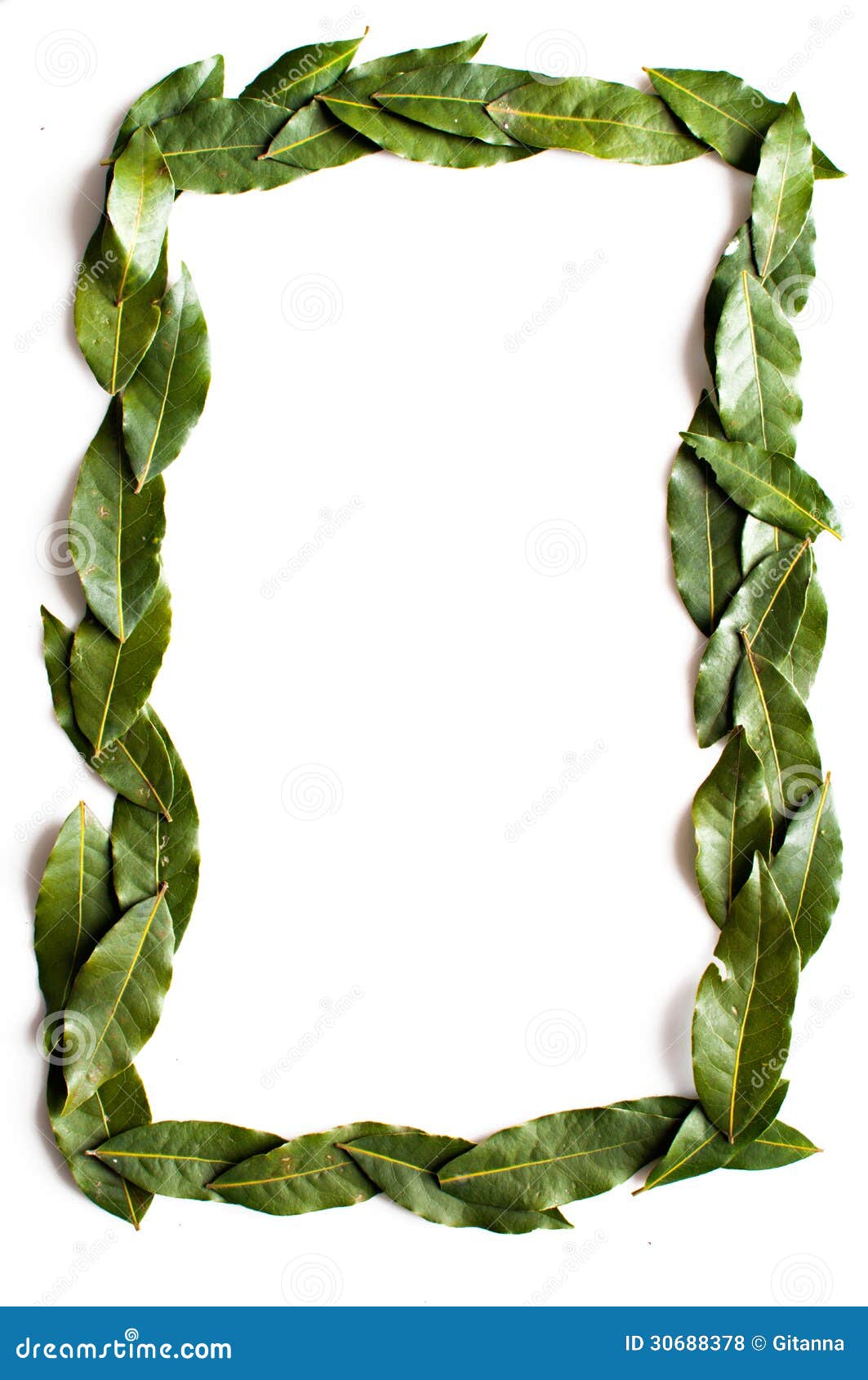 Bay leaves stock photo. Image of scented, lorbeerblatt - 30688378