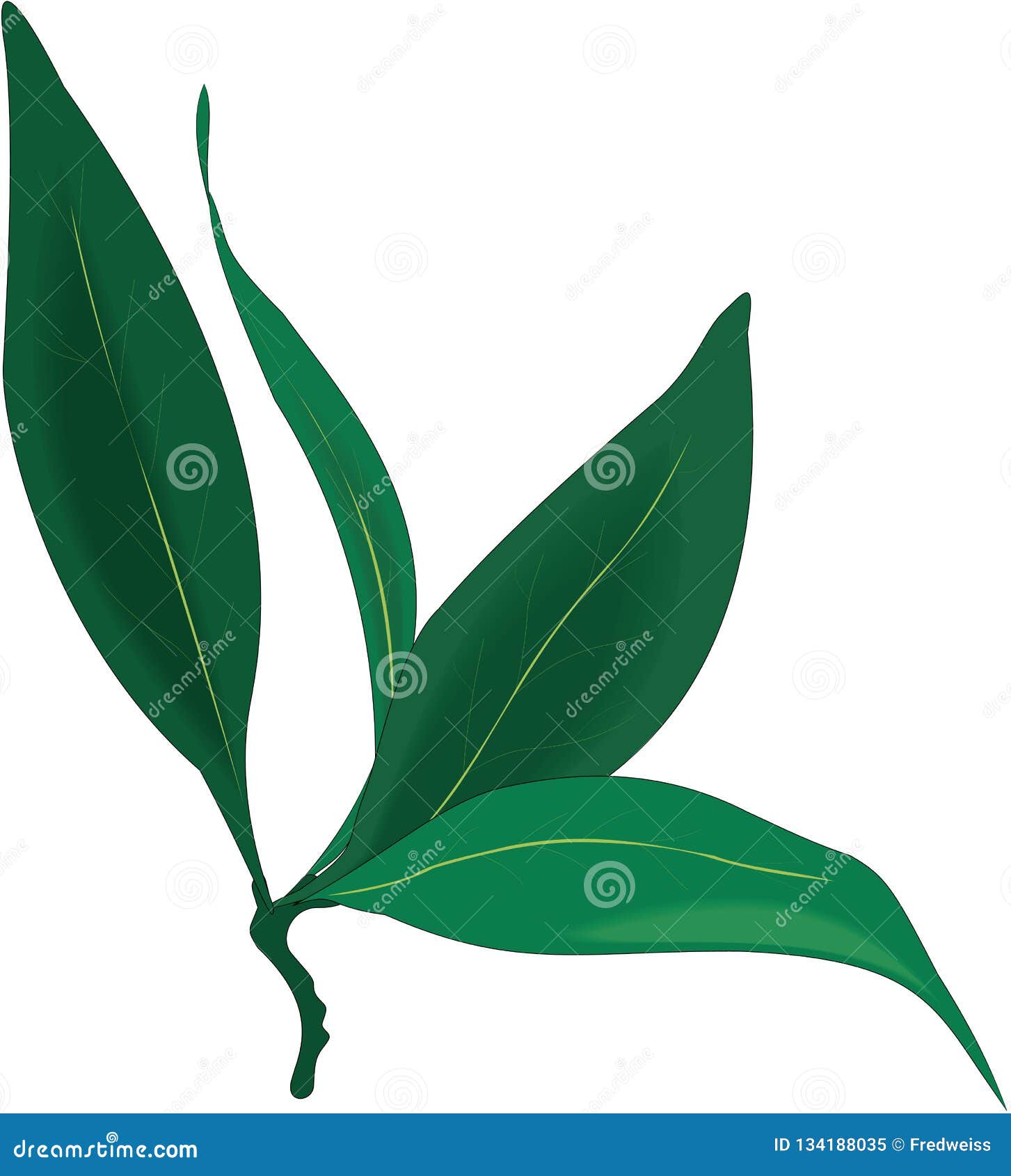 Bay Leaves Vector Illustration Stock Vector - Illustration of leaves ...