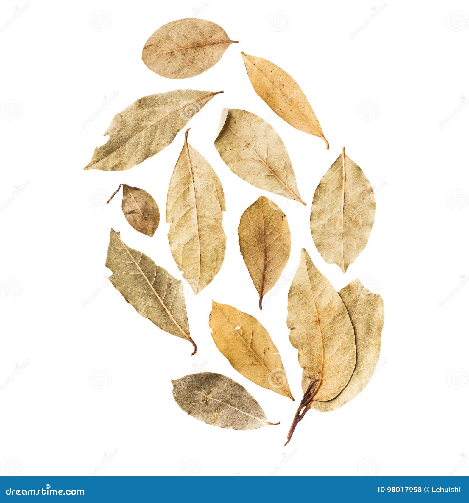 Bay Leaves on White Background Stock Photo - Image of branch, healthy ...