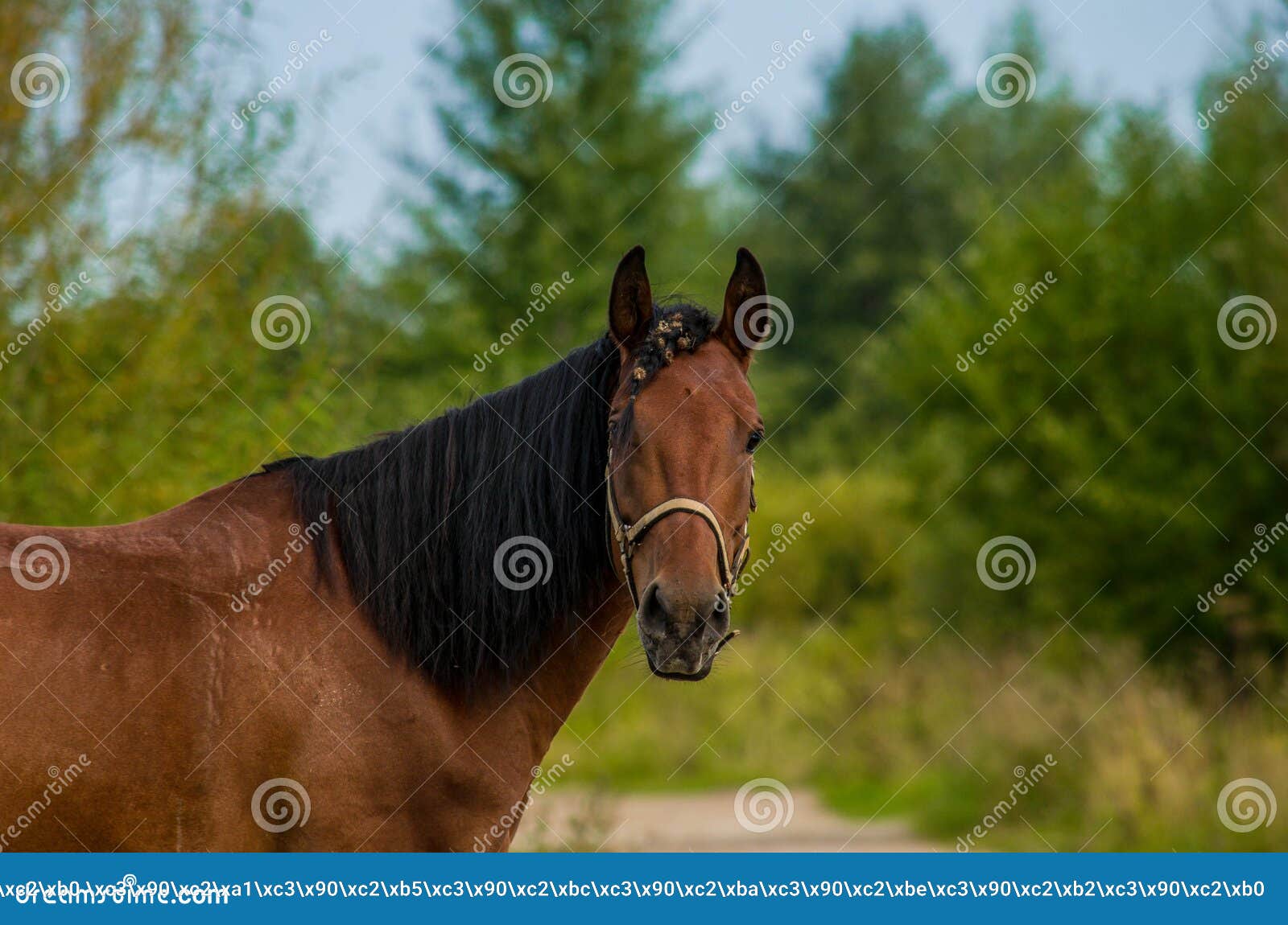 Bay mare stock photo. Image of mare, horse, foal, animal - 208152884