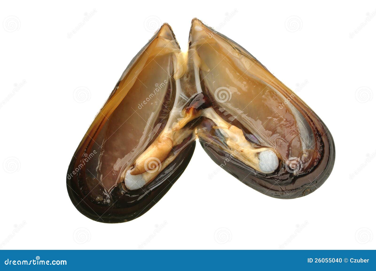 Mussel Organs Photos - Free & Royalty-Free Stock Photos from Dreamstime