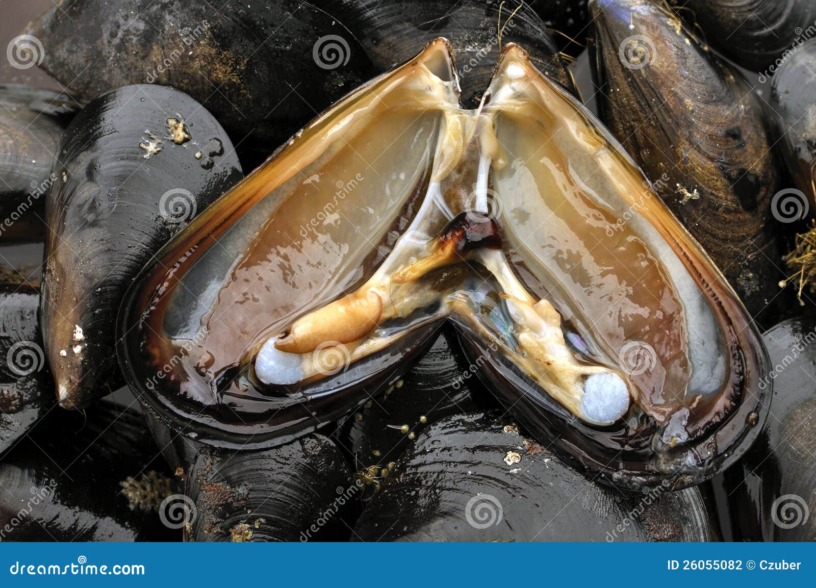 Bay mussels stock photo. Image of animal, fresh, halved - 26055082