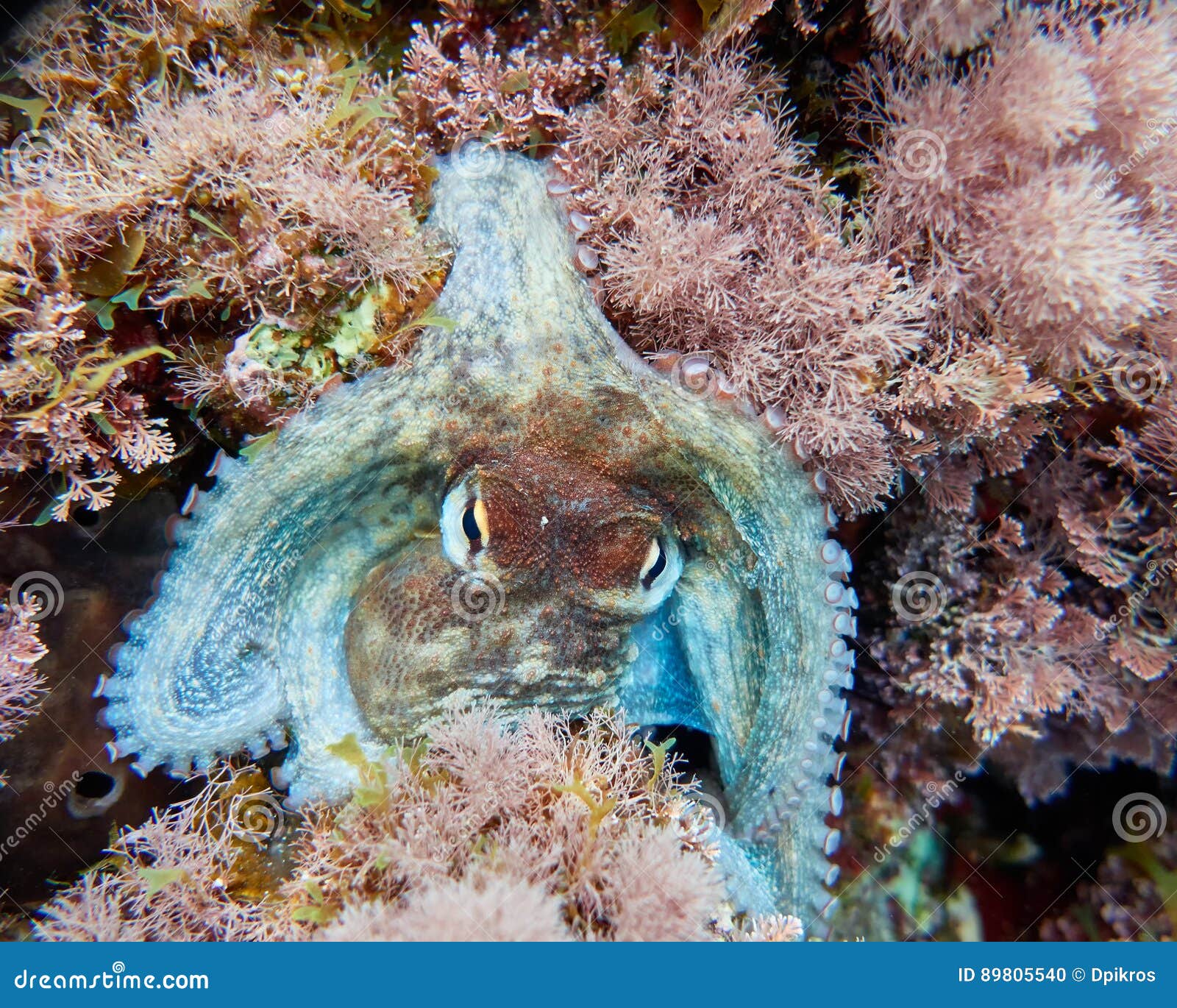 Bay Octopus Closeup on Colorful Reef Stock Photo - Image of baby, life ...
