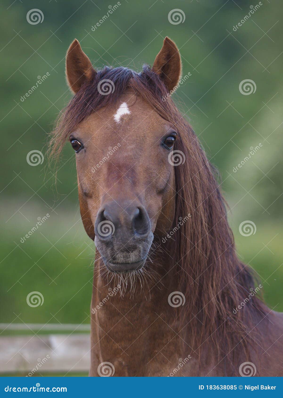 Bay Pony Headshot stock image. Image of mane, equestrian - 183638085