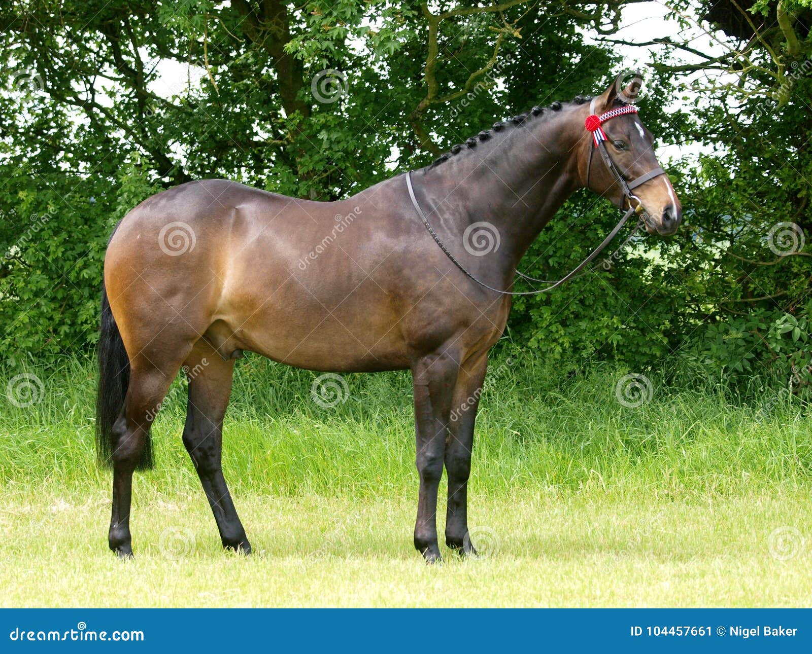 Bay Pony in Paddock stock image. Image of equine, plaited - 104457661