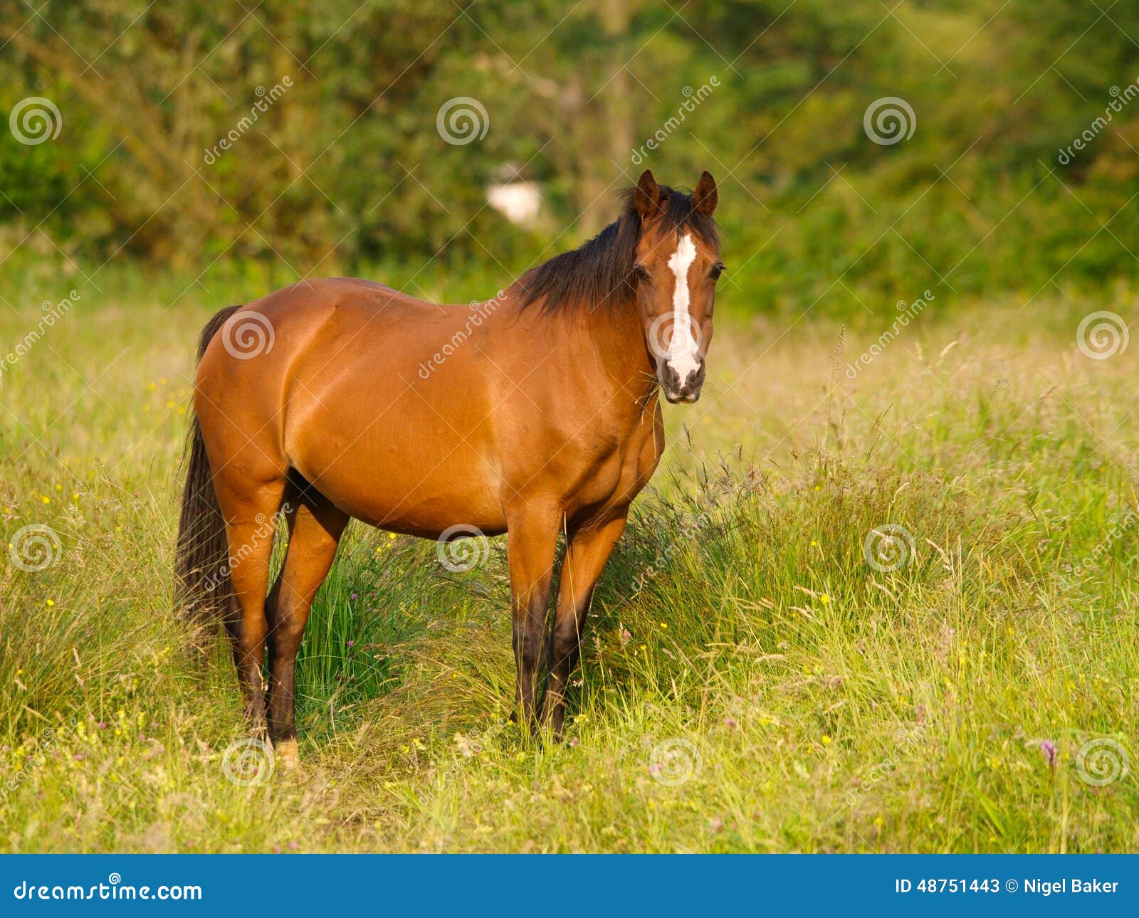 Bay Pony in Paddock stock image. Image of equine, meadow - 48751443