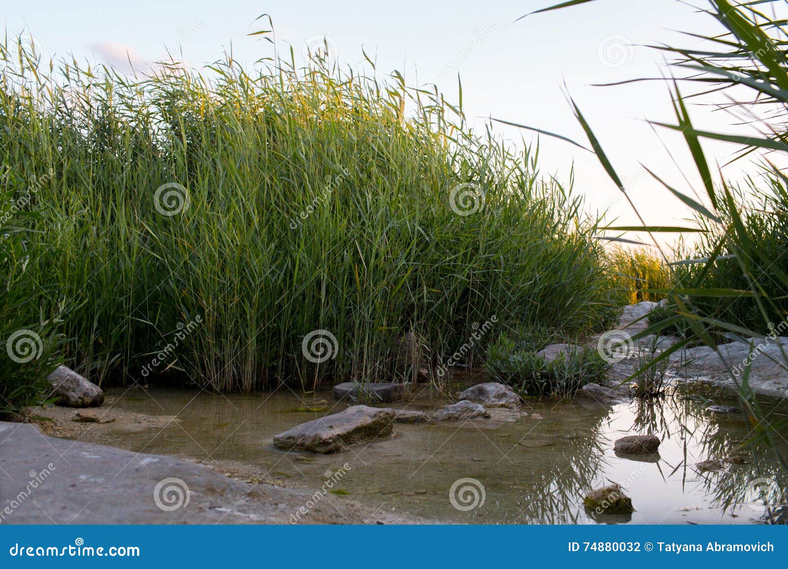 The Bay in Reeds, a Path of Stones Stock Photo - Image of natural ...