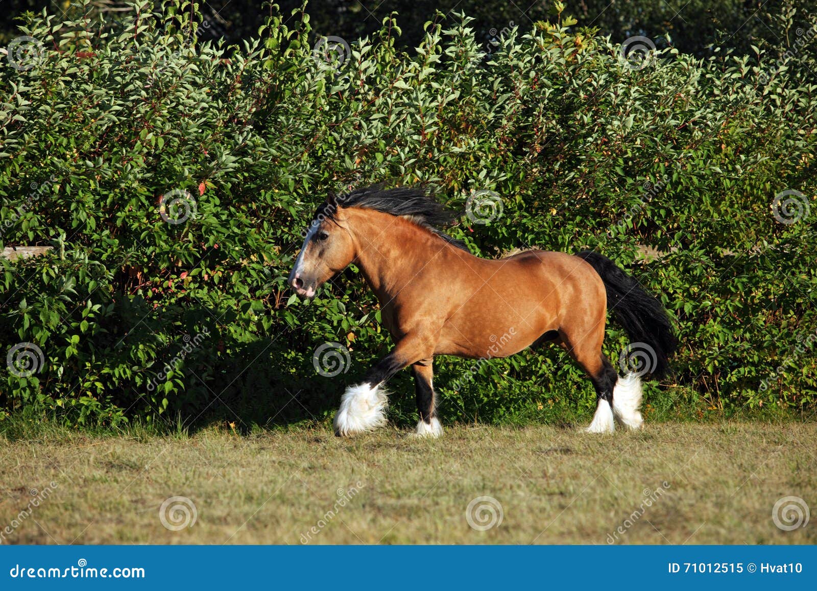 Bay Shire Horse - Galloping on Meadow Stock Image - Image of grass ...