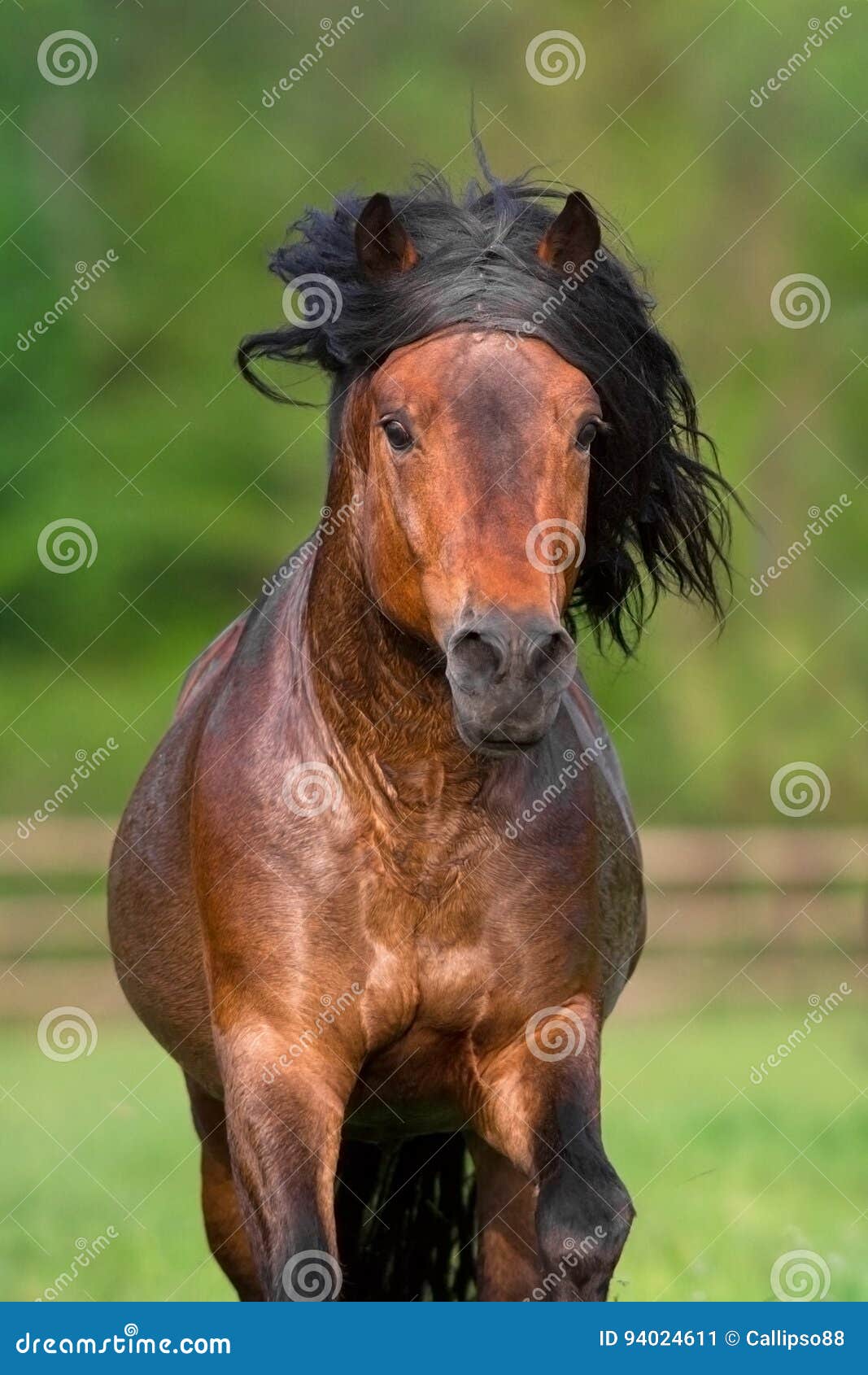 Bay Stallion with Long Mane Stock Image - Image of head, beautiful ...