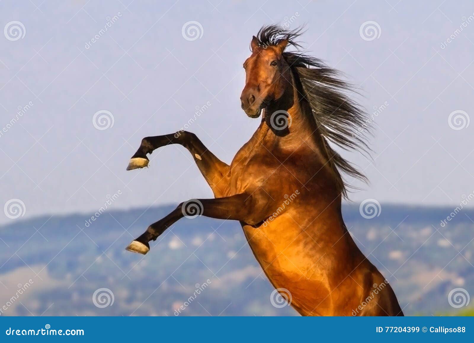 Bay stallion rearing up stock image. Image of farm, light - 77204399