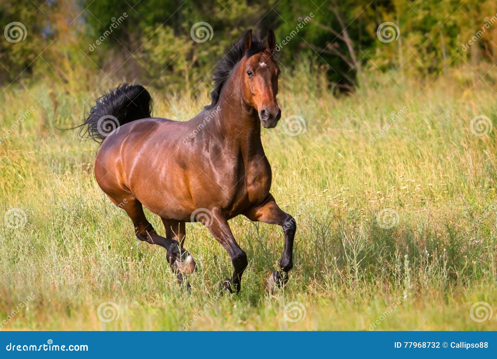 Bay stallion run gallop stock photo. Image of freedom - 77968732