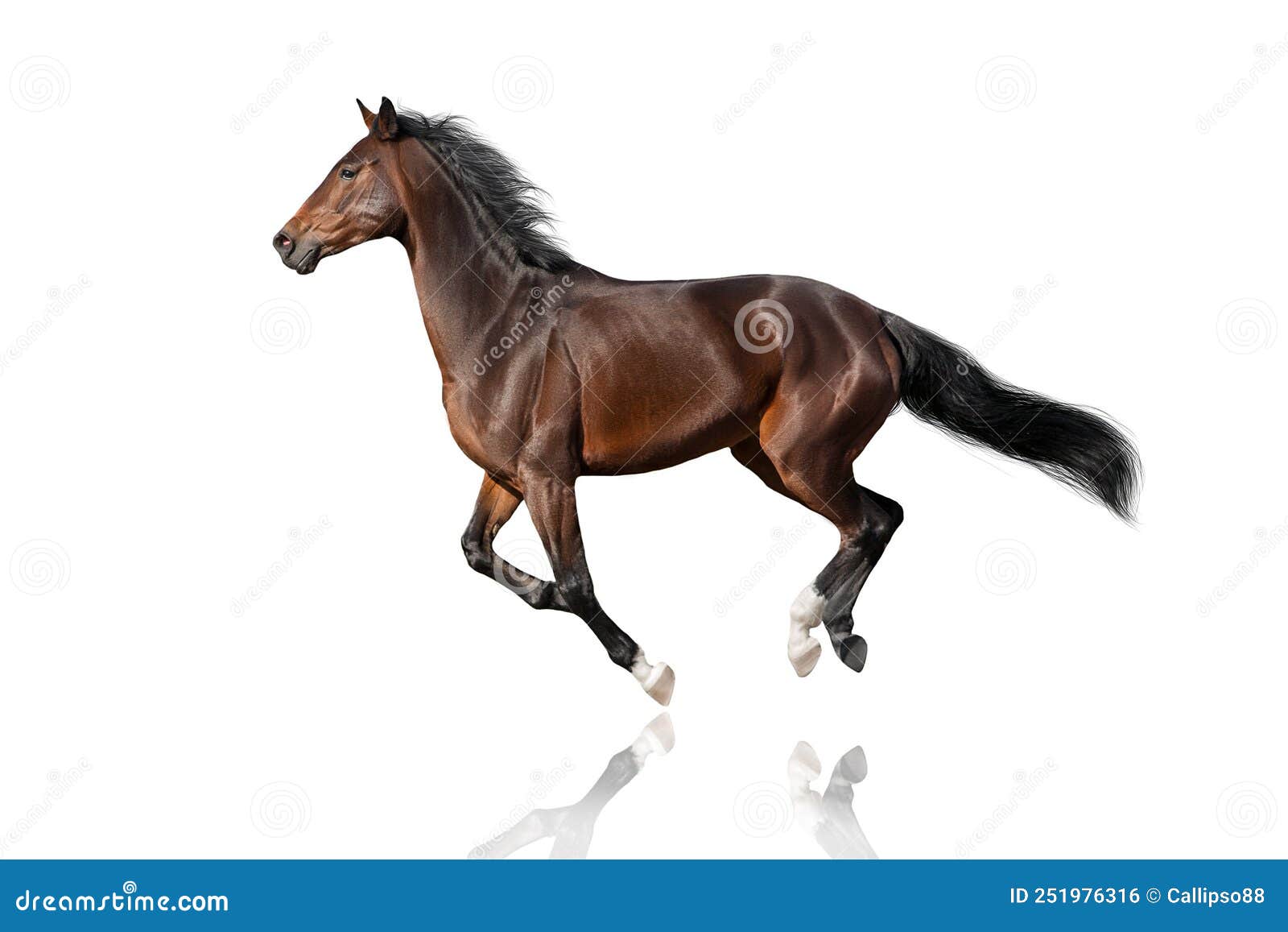 Bay stallion run gallop stock photo. Image of fast, beautiful - 251976316