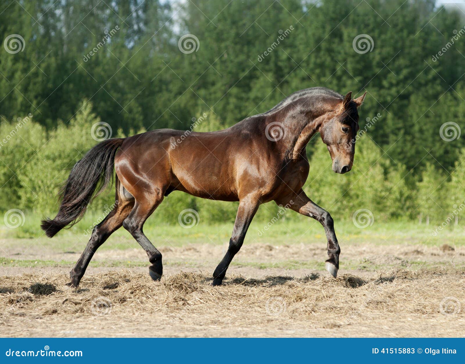 Bay stallion running stock image. Image of mane, purebred - 41515883