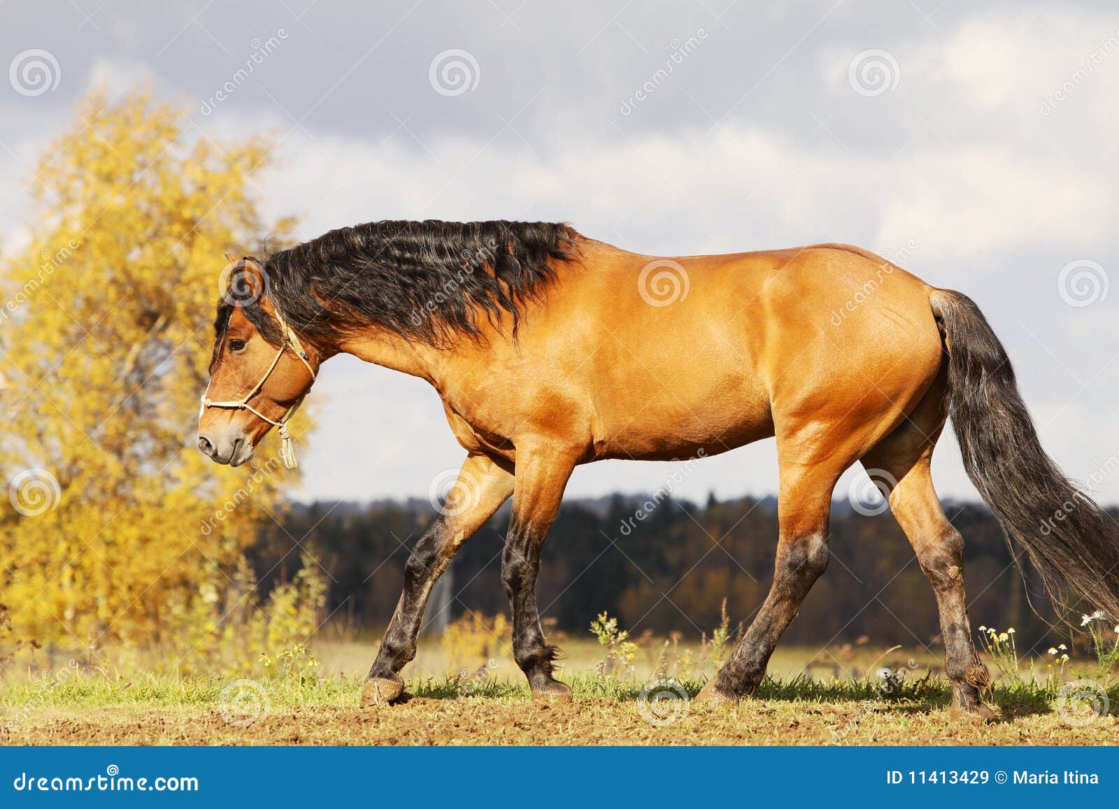 Bay stallion trotting stock image. Image of beast, fast - 11413429