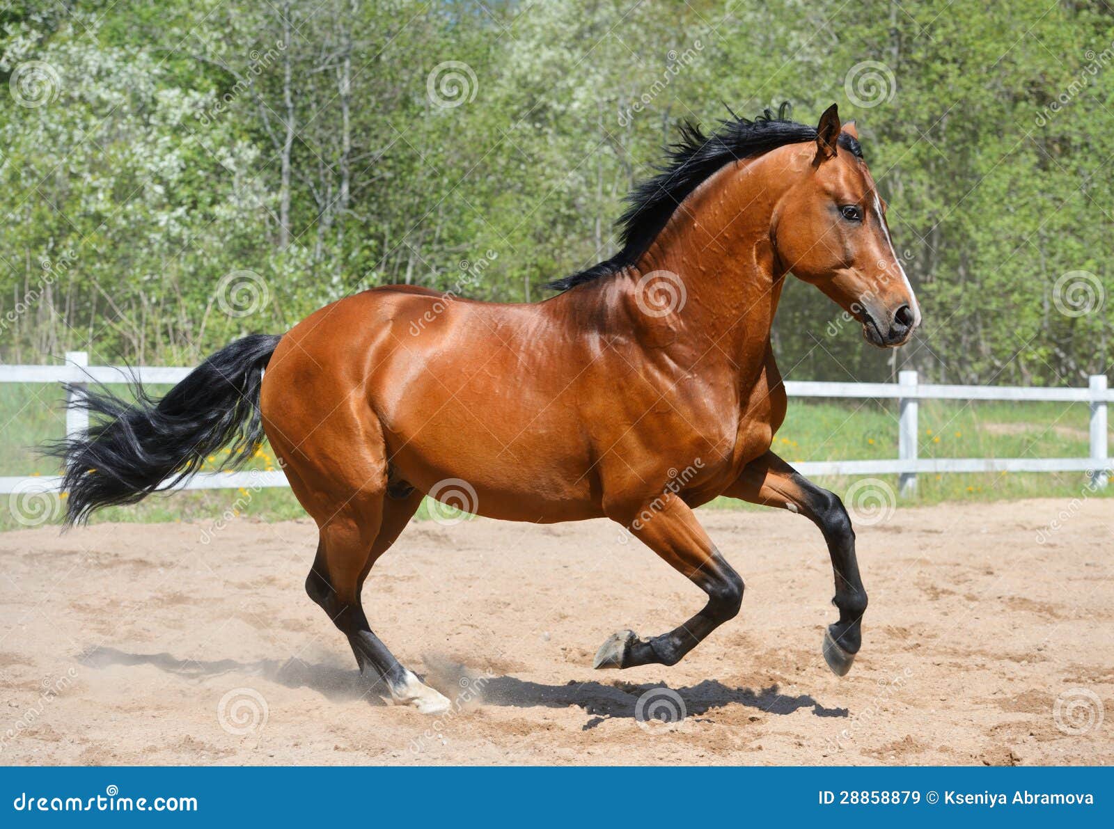 Bay Stallion of Ukrainian Riding Breed Stock Image - Image of ukrainian ...