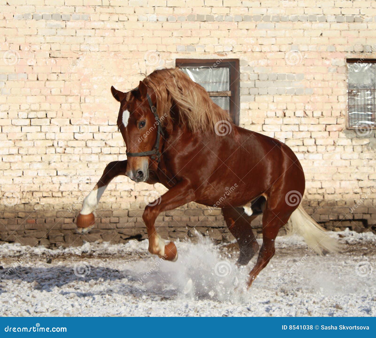 Bay stallion on walk stock photo. Image of stallion, trotter - 8541038