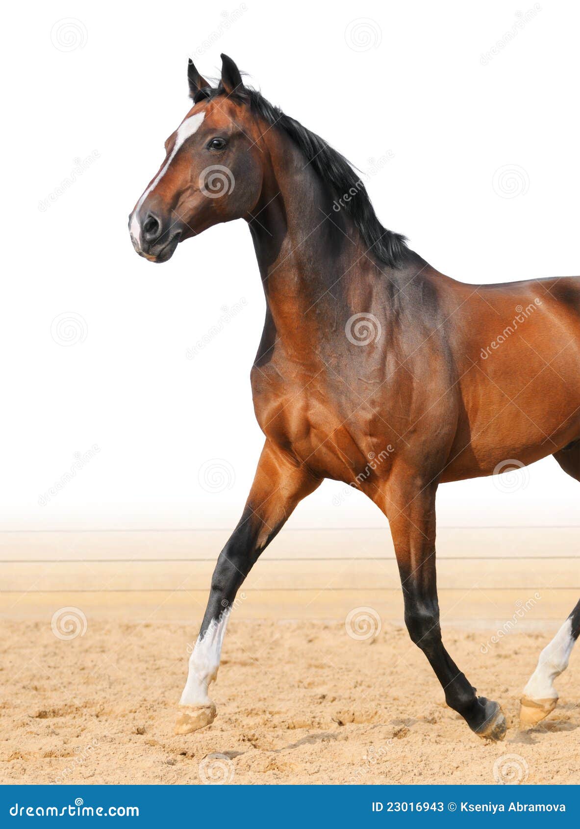Bay Trakehner stallion stock image. Image of trakehner - 23016943