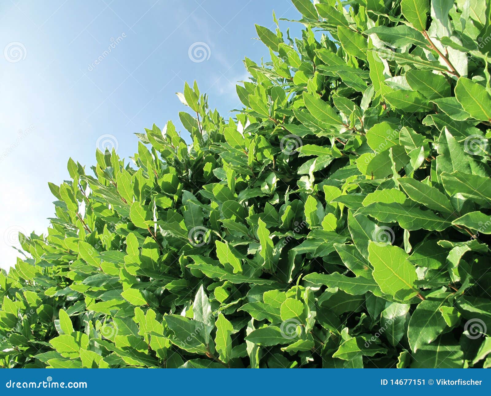 Bay tree stock image. Image of shrub, outside, fresh - 14677151