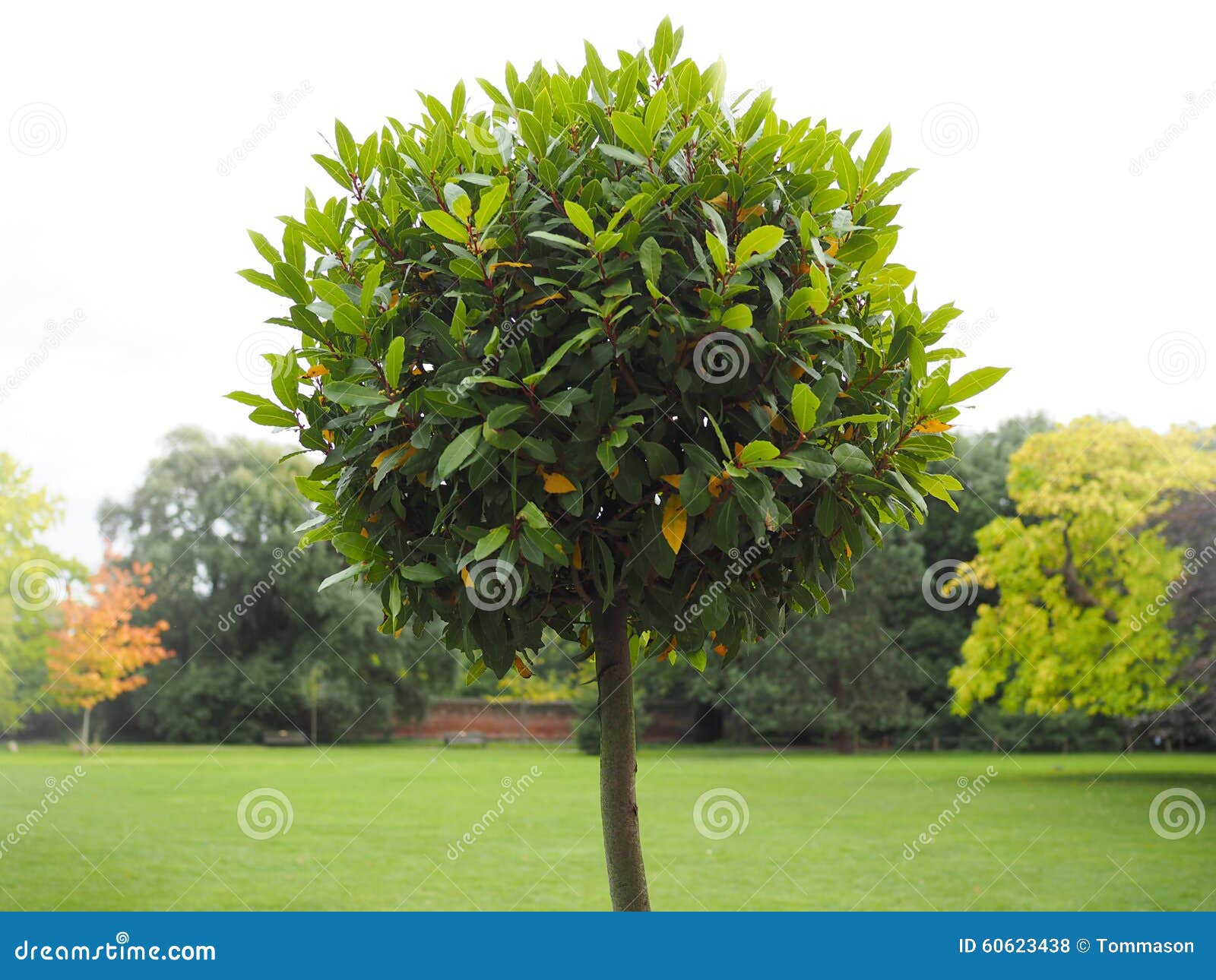 Bay stock photo. Image of tree, shaped, ball, garden - 60623438