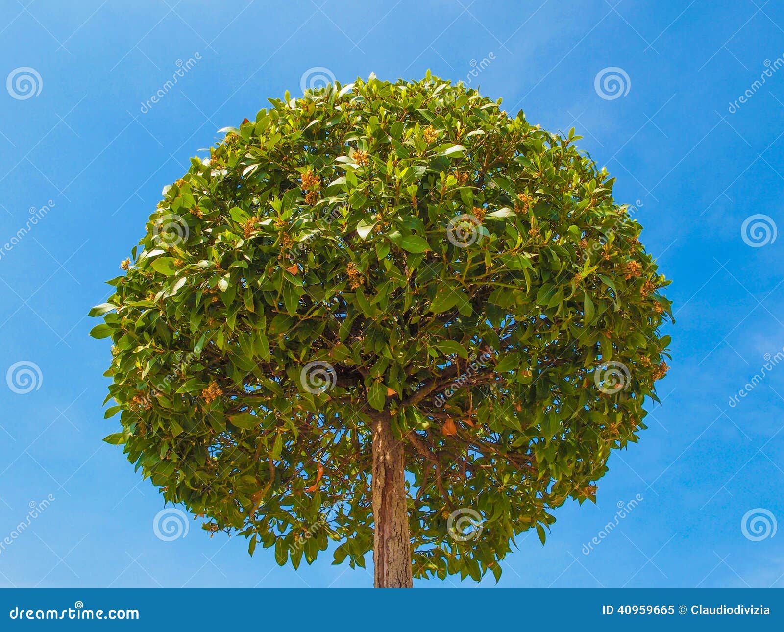 Bay tree stock image. Image of tree, sweet, true, laurel - 40959665