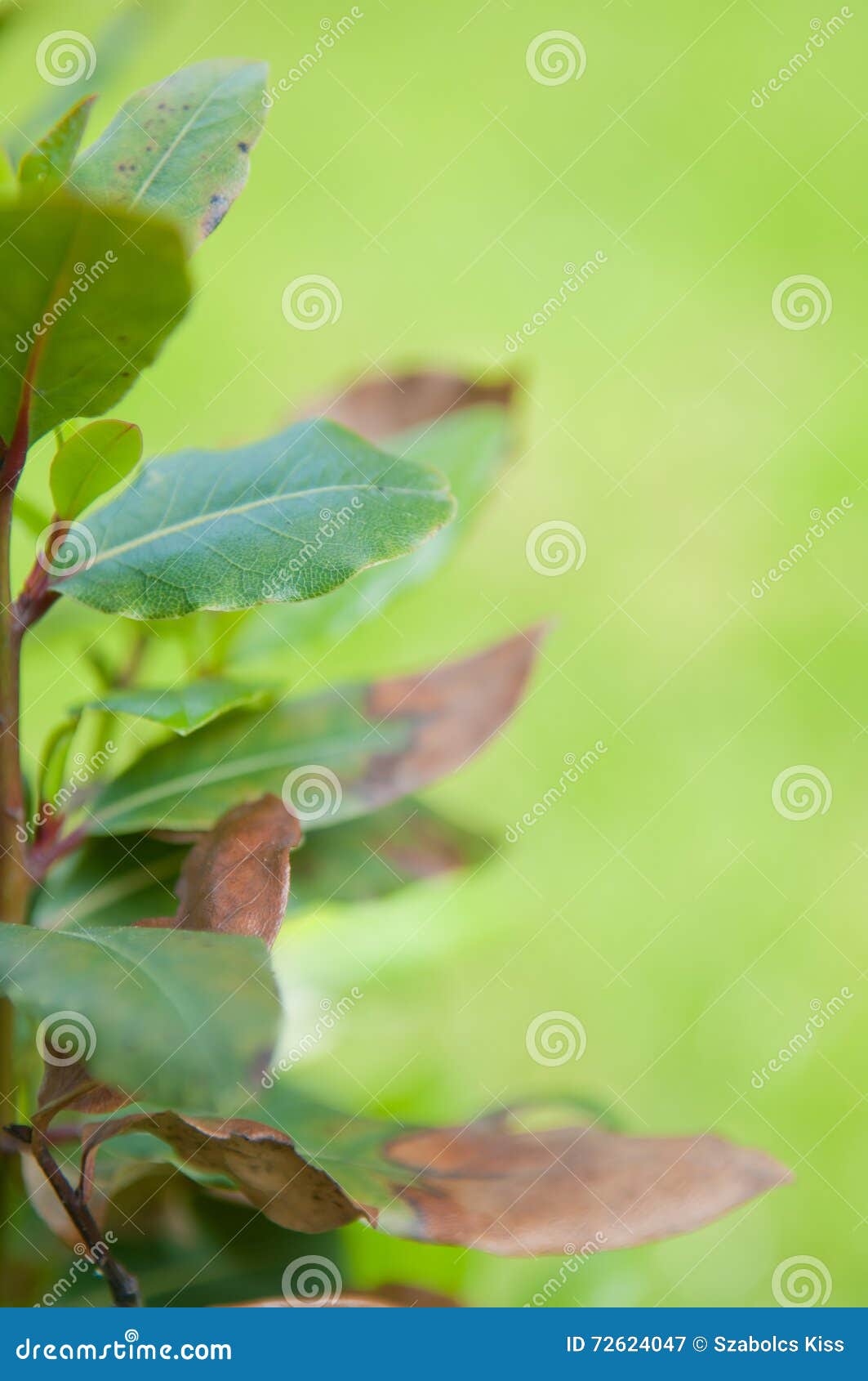 Bay Tree Laurus Nobilis with Blurred Green Background Stock Image ...