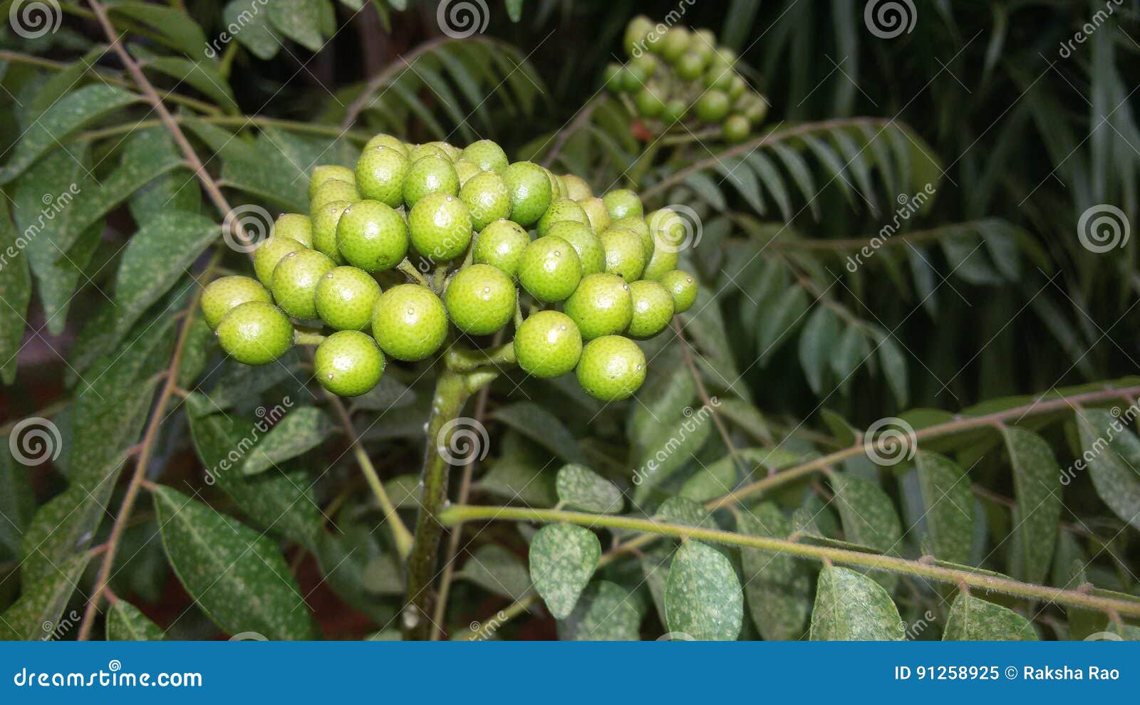 Bay tree seeds stock image. Image of tree, leaf, karnataka - 91258925