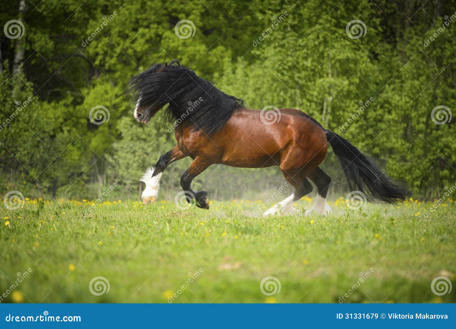 Bay Vladimir Heavy Draft Horse Playing on the Meadow Stock Image ...