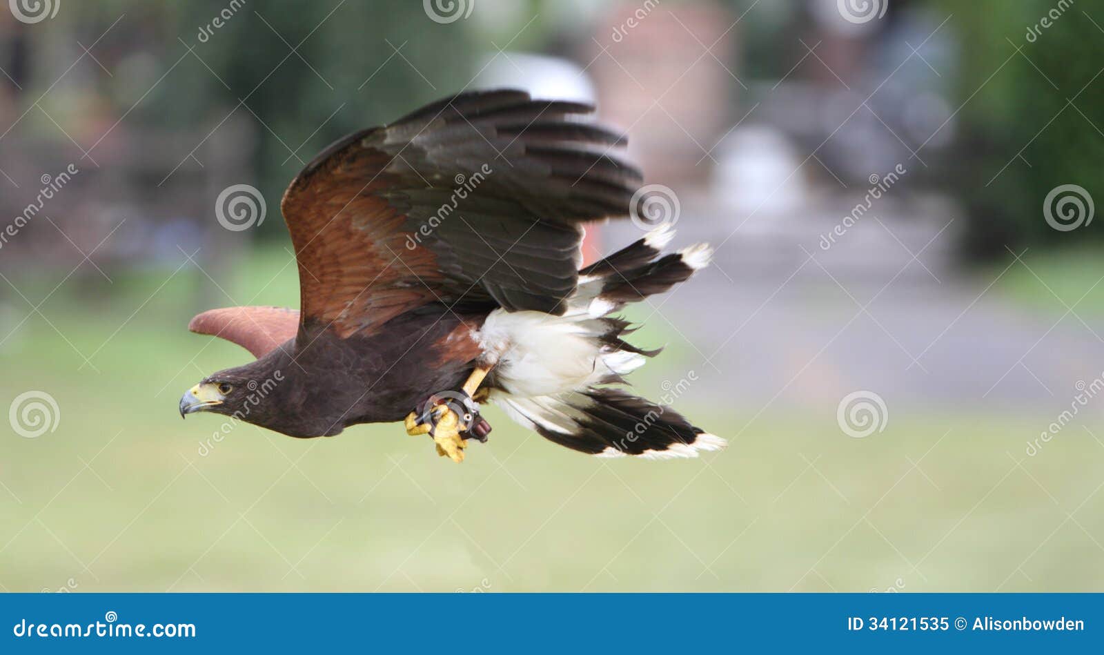 Bay Winged Hawk or Harris S Hawk Stock Image - Image of wildlife ...