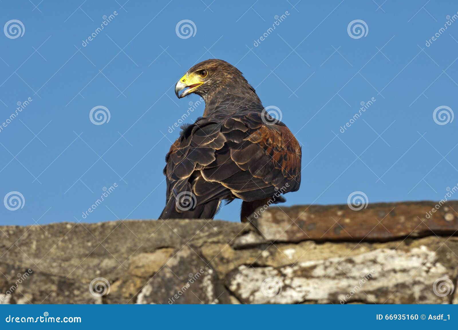 Bay-winged Hawk stock photo. Image of dusky, bird, close - 66935160