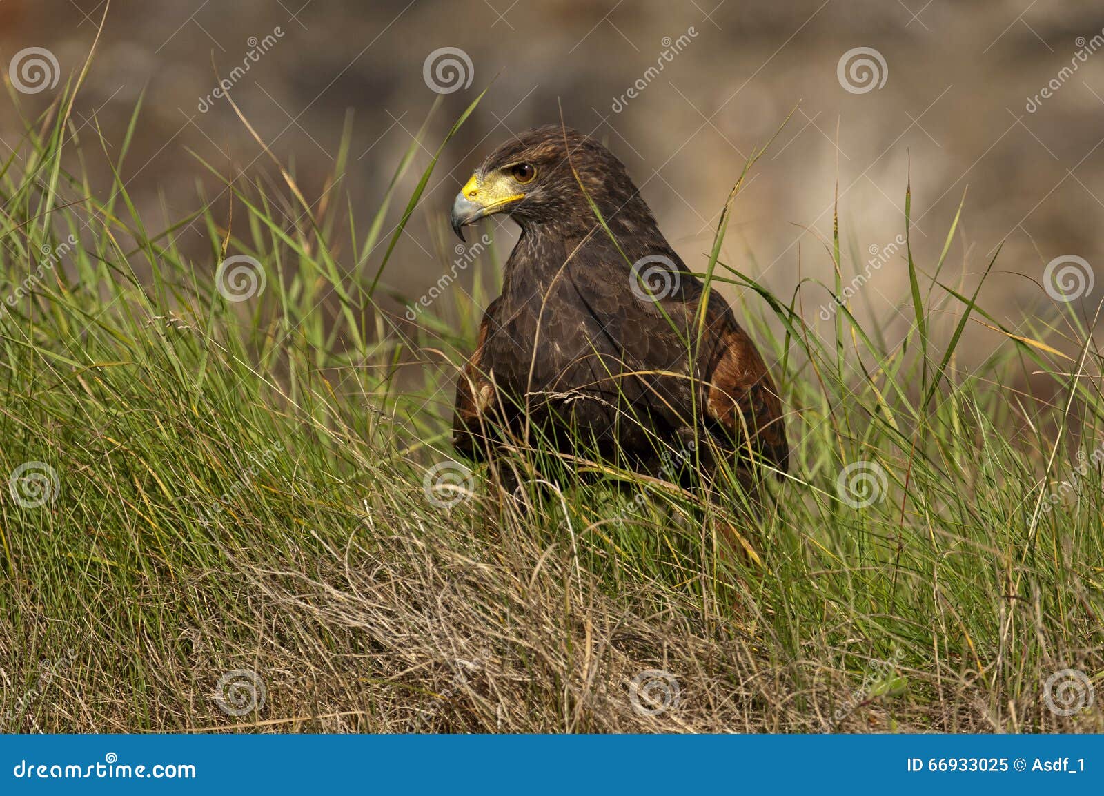 Bay-winged Hawk stock image. Image of animals, hawk, animal - 66933025