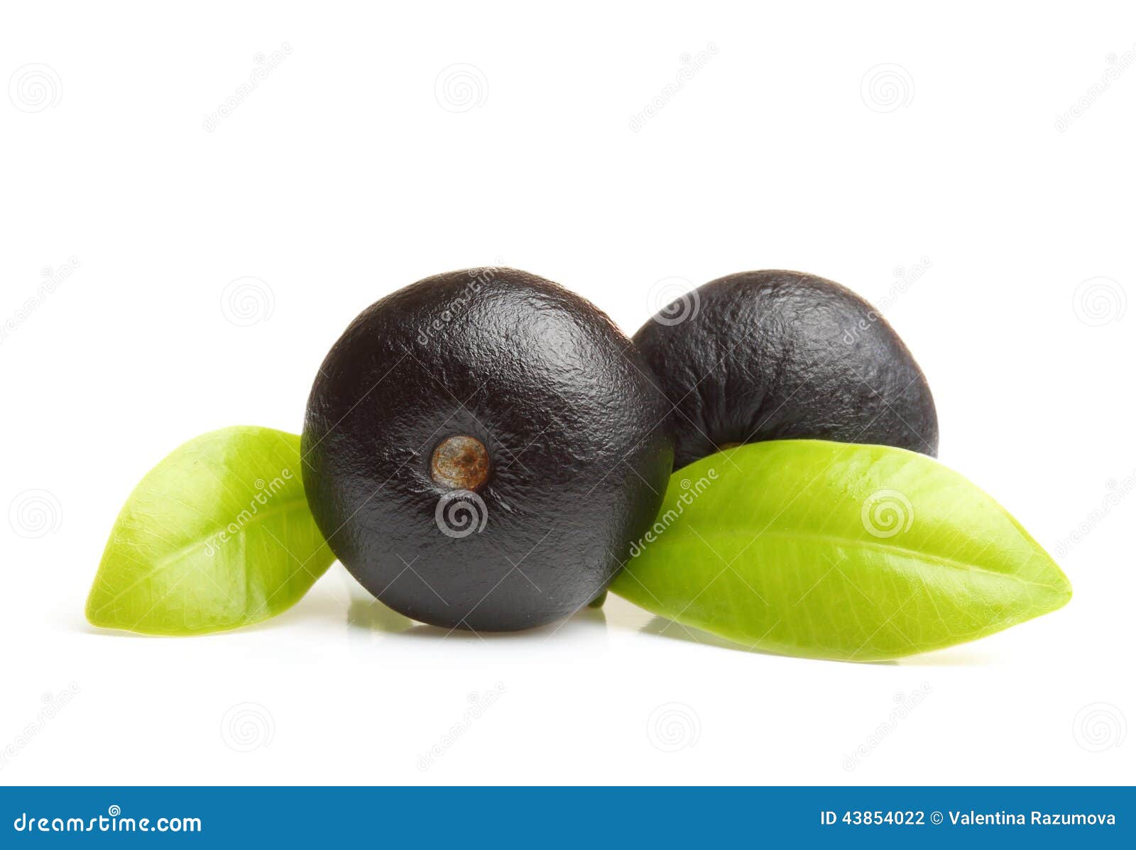 Baya Del Acai Del Amazonas Con La Hoja Foto de archivo - Imagen de ...