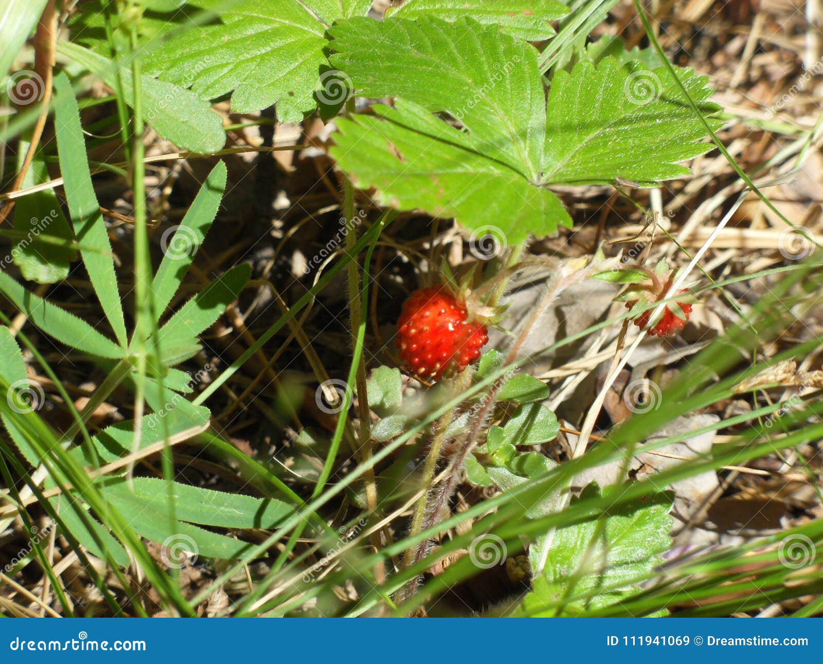 Baya Del Bosque - Fresa Salvaje Imagen de archivo - Imagen de salvaje ...