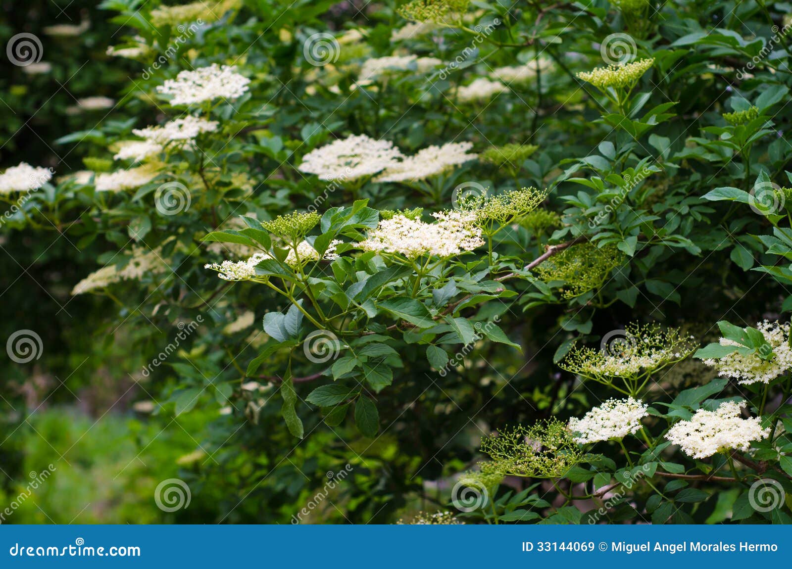 Baya del saúco imagen de archivo. Imagen de salud, resorte - 33144069