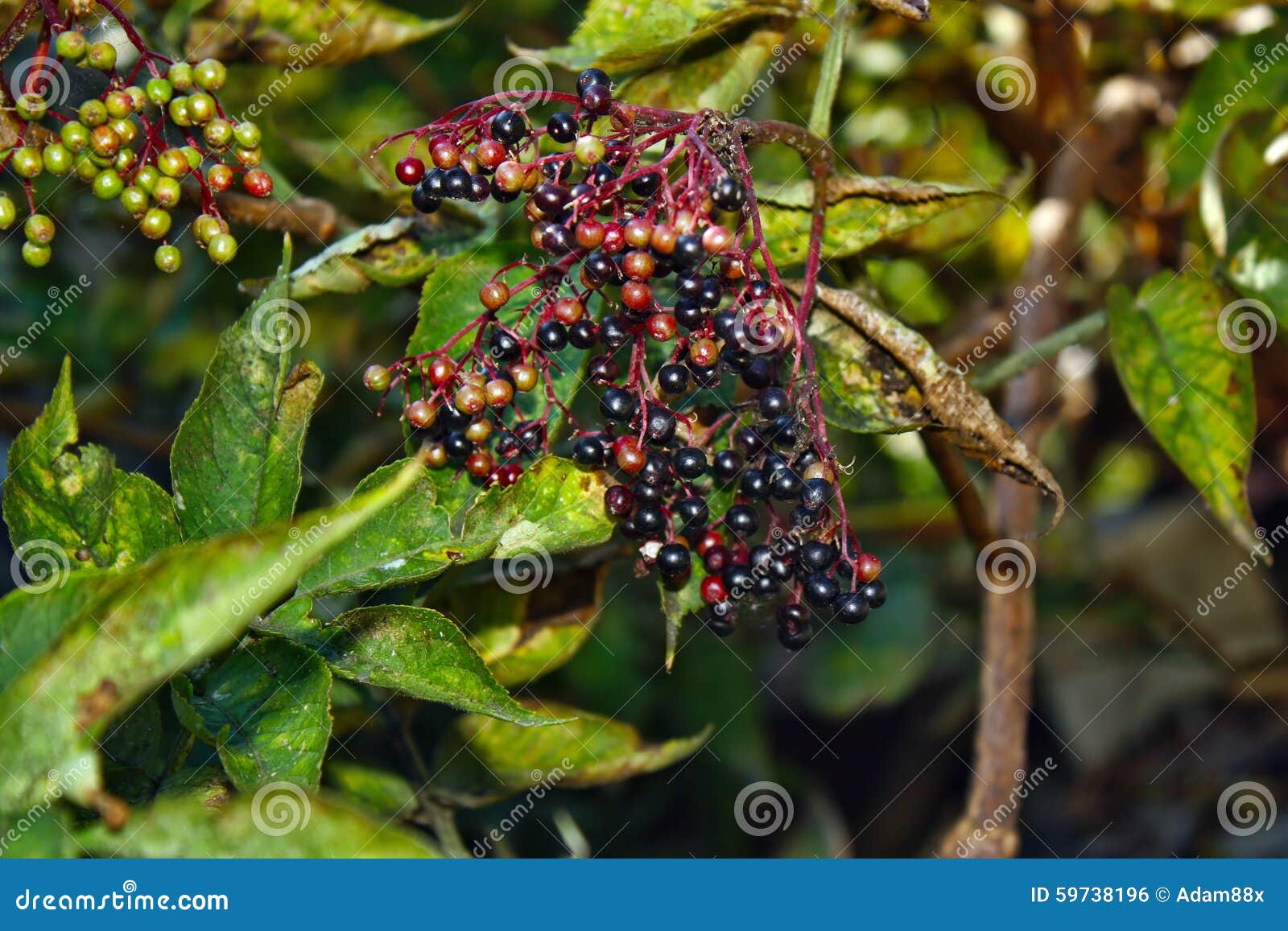 Baya del saúco creciente foto de archivo. Imagen de médico - 59738196