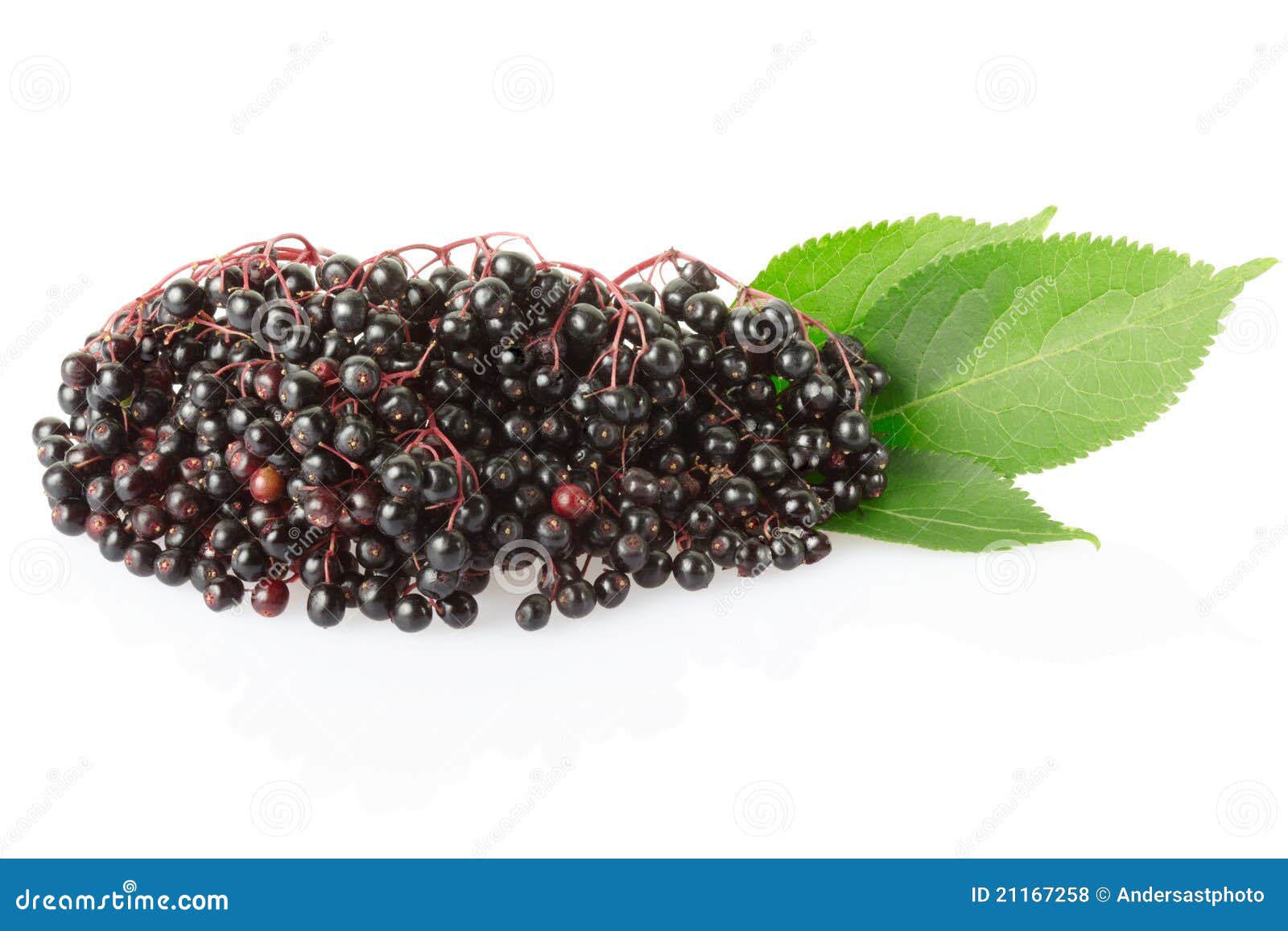 Baya del saúco en blanco foto de archivo. Imagen de planta - 21167258